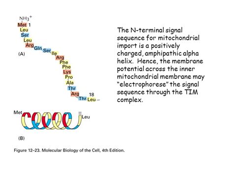 Intracellular Compartments Ppt Video Online Download