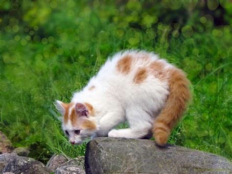 Scared Scared Kitten Outside Premium Photo