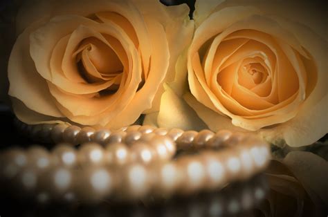 무료 이미지 진주 봄 자연 노랑 반사 꽃잎 Hybrid Tea Rose 장미 꽃 정원 장미 꽃꽂이 꽃 피는 식물 미술 장미 가족 꽃다발 장미의