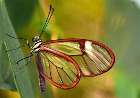 Butterfly Glass Wings Greta Oto Free Image Download