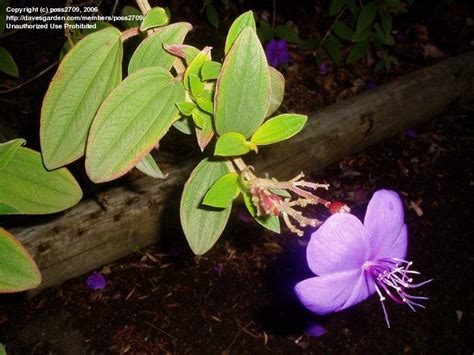 Plantfiles Pictures Tibouchina Species Glory Bush Lasiandra