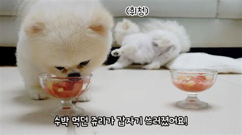 수박 먹다 갑자기 쓰러진 쥬리 ㅠㅠ 아픈 강아지를 위해 내가 해줄 수 있는 건 Youtube