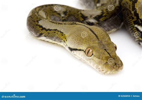 Reticulated Python Stock Photo Image Of Herpetology Space 6266854