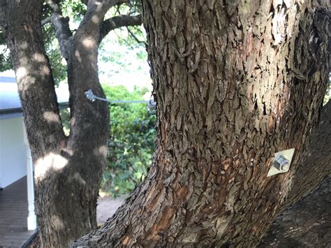 Tree Cabling Bracing Total Tree Solutions Macedon Ranges