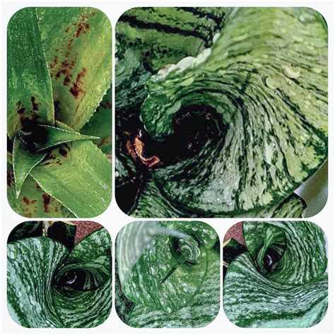 Bea M On Linkedin 💚🤍🤎🪶🌀🍃💫🍁🎋