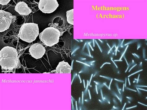Microbes And The Environment Ppt Download