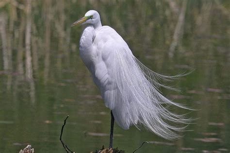 What Does A Great Egret Bird Look Like Jfhtv