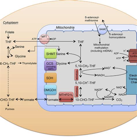 Mitochondrial Transport And Utilization Of Folate Metabolism Of Single Download Scientific