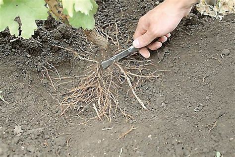 Отстраняване на росните корени през август Защо се прави Български