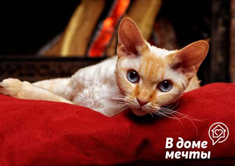 Породы кошек с большими ушами