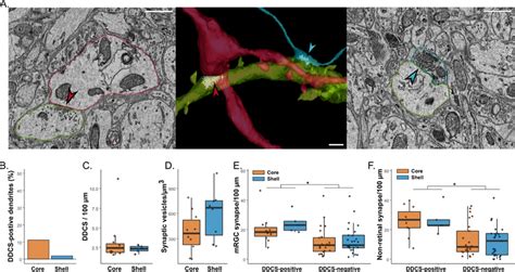 Network Of Dendro Dendritic Synapses In The Scn 283 A 3d Download