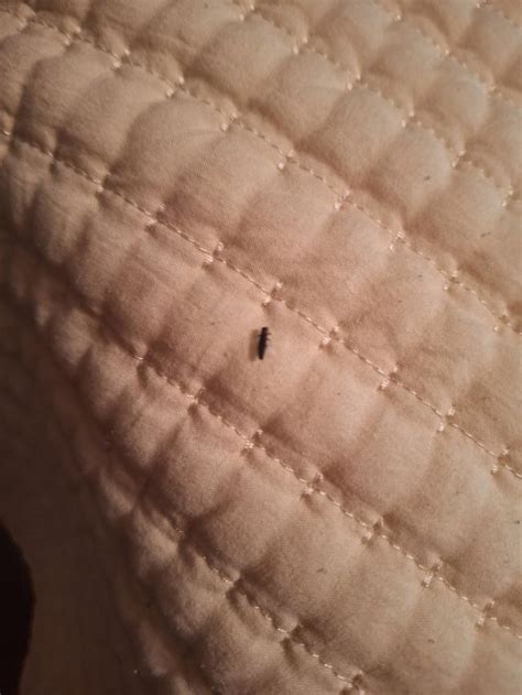 What Is This Bug I Found On A Bed In An Airbnb R Whatsthisbug