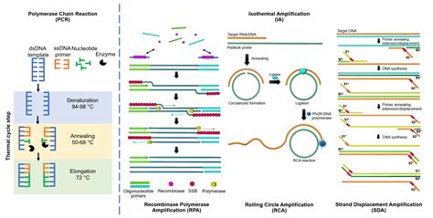 Hiv Rnadna Polymerase Chain Reaction Pcr Test At Alonzo Godfrey Blog
