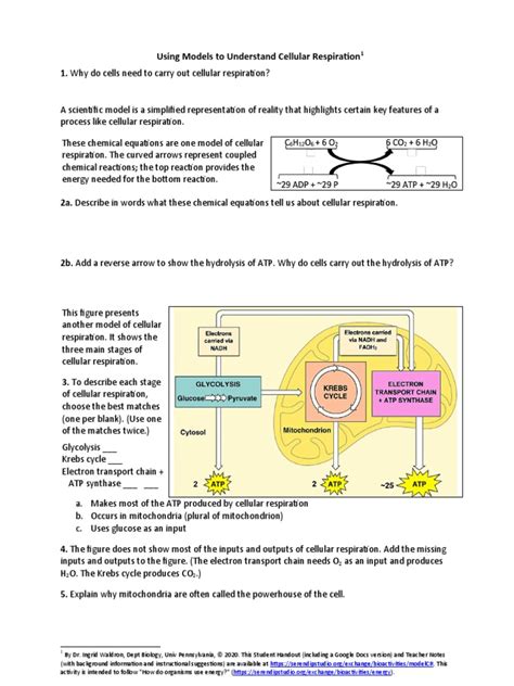 Cellular Respiration Model Sho Pdf Cellular Respiration Mitochondrion