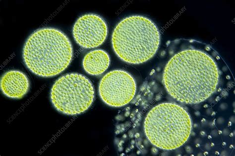 Volvox Aureus Algae Light Micrograph Stock Image C058 6484 Science Photo Library