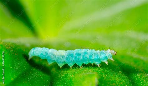 Green Caterpillar Crawling Over The Leaves And Eating Vegetables Parasites In Agriculture