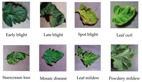 recognition of crop diseases based on depthwise separable convolution