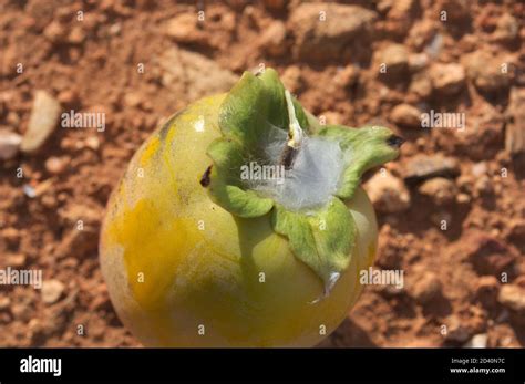 Closeup Of A Persimmon That Is Infested By The Pest Of The Mealy Bugs