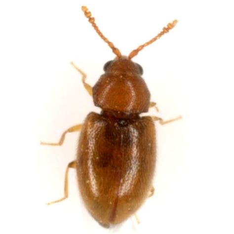 Atomaria Lewisi Reitter Atomaria Lewisi Bugguide Net