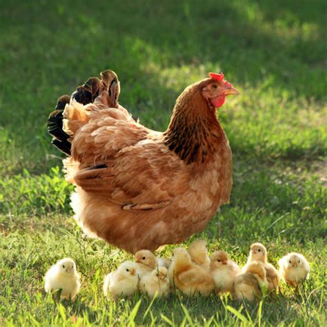 Dot Patterns Lesson Maths Au