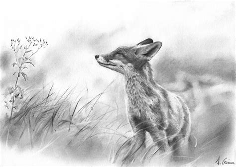 Swift Fox Drawing At Explore Collection Of Swift