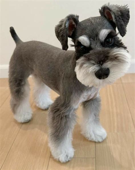 Pin By Wolfgang Wiethoff On Hunde WÖlfe And Bulldogs Videos Schnauzer Grooming Schnauzer Cut