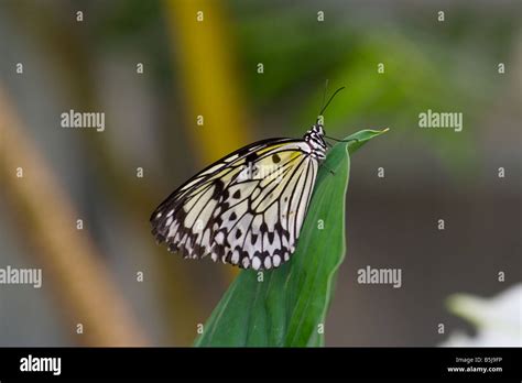 Tree Nymph Butterfly June Stock Photo Alamy