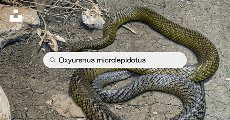 Imágenes De Oxyuranus Microlepidotus Descarga Imágenes Gratuitas En Unsplash