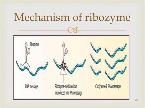 Antisense Rna Technology Pptx