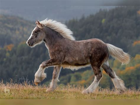 Tinker Hengst Fohlen 05 2023 142 Cm In Pieszyce