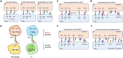 Interaction Network Of Pd 1 With Its Ligands A The Classic Trans