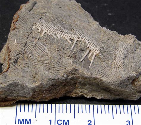 Louisville Fossils And Beyond Mississippian Period Bryozoan Fossil With Holdfasts