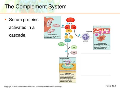 PPT Innate Immunity Nonspecific Defenses Of The Host PowerPoint Presentation ID