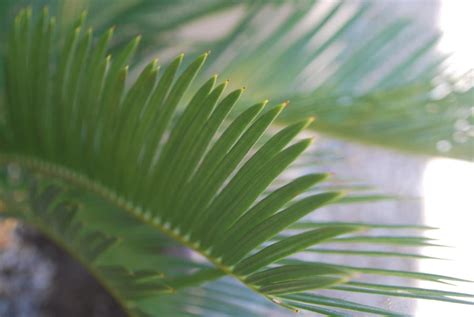 Baby Palm by Pinkmuffin11 on DeviantArt