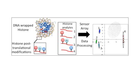 Antibody Free Reading Of The Histone Code Using A Simple 60 Off