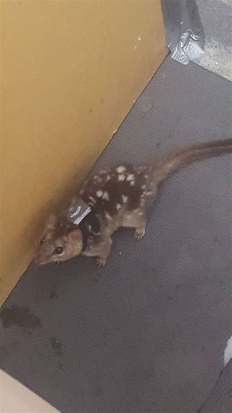 Cute Australian Marsupial With A Sex Driven Death ‘frenzy Puzzles