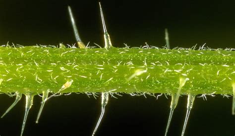 „არის კარგი შარდმდენი ასევე ამოსახველებელი და კრუნჩხვის საწინააღმდეგო საშუალება“ ჭინჭრის