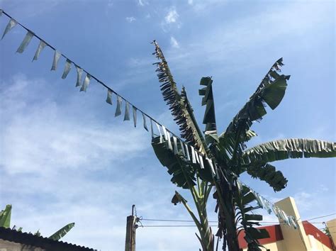 Banana Tree Flags Philippines By Ella Davidson Philippines Pop