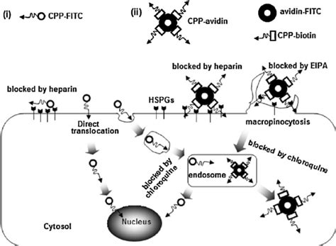 Proposed Model For Cppcargo Delivery Into Tumor Cells I Cppfitc