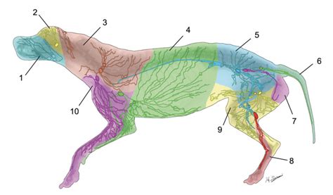 Canine Lymphatic Territories Diagram Quizlet