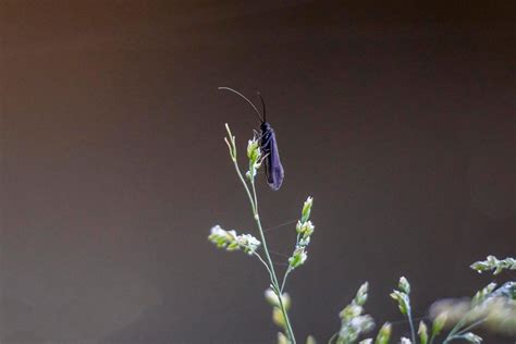 What Do Trout Eat All You Want To Know