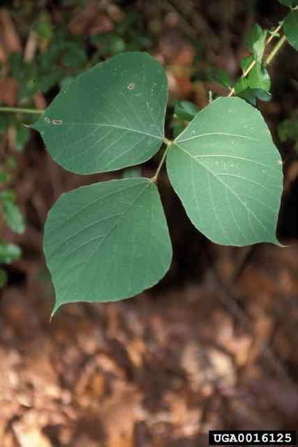 Kudzu Identifying Noxious Weeds Of Ohio