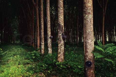 latex tree stock image colourbox