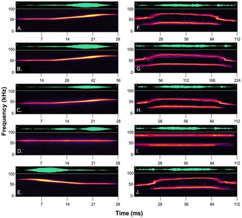 Vocalization Spectrograms Spectrograms Of Two Unmodified Vocalizations