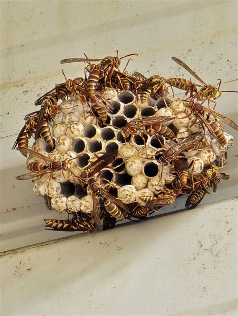 Paper Wasp Nest Ethically Collected For Craft Spiritual