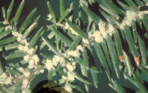 Guide To Insect Pests And Diseases Of Trees In Northern Nj Aspen Tree