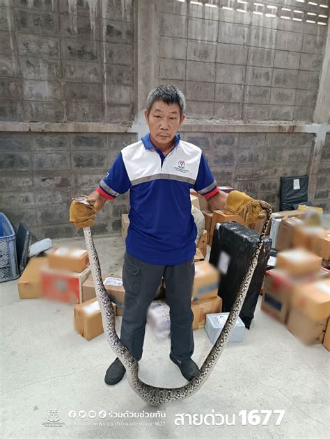 No Matter How You Hide Youll Find It A Python Hides In A Storage Room Thailandtvnews