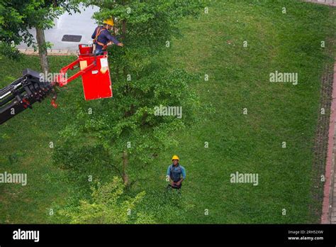 A Trained Worker Is Lifted On The Crane To Cut Off The Tree Branches While An Operator On The