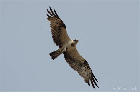Osprey