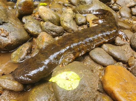 Hellbender Defenders Of Wildlife